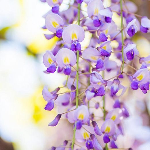 Wisteria Floribunda Domino - Glicinija