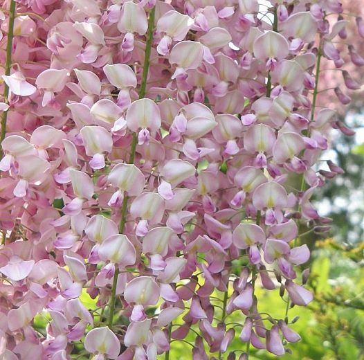 Wisteria Floribunda Honbeni - Glicinija