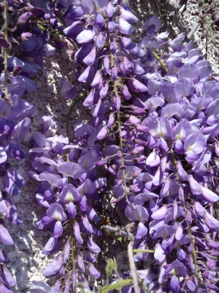 Wisteria Floribunda Ludwik Lawin - Glicinija