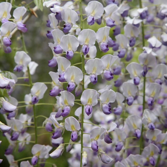 Wisteria Floribunda Multijuga - Glicinija