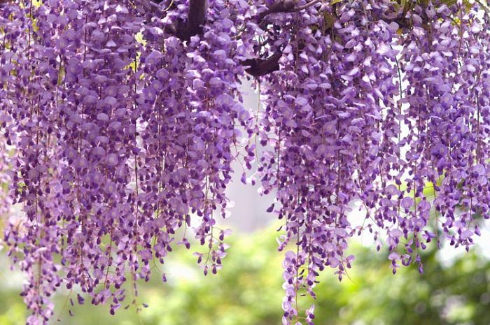 Wisteria Floribunda Royal Purple - Japanska Visterija