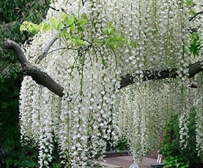 Wisteria Floribunda Shiro-Noda - Glicinija