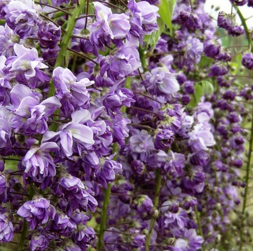 Wisteria Florida Violacea Plena - Glicinija