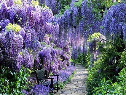 Wisteria Macrostachya Blue Moon - Glicinija