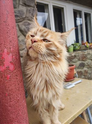 Maine Coon mačak za prodaju