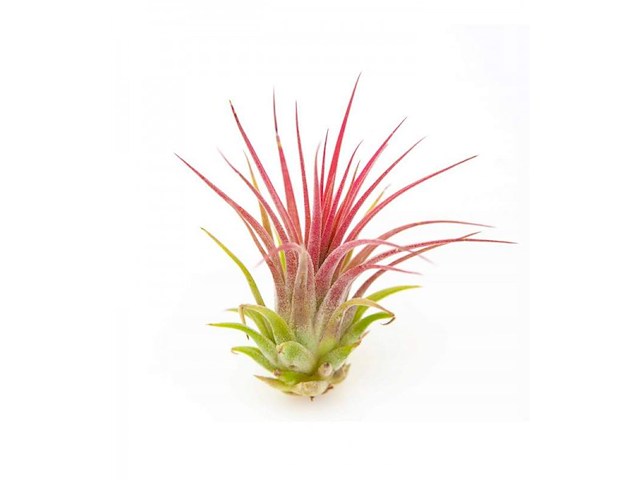 Tillandsia ionantha rubra