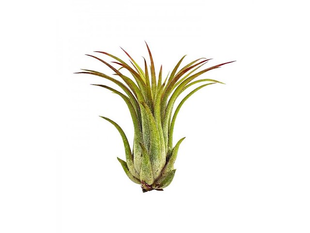 Tillandsia ionantha