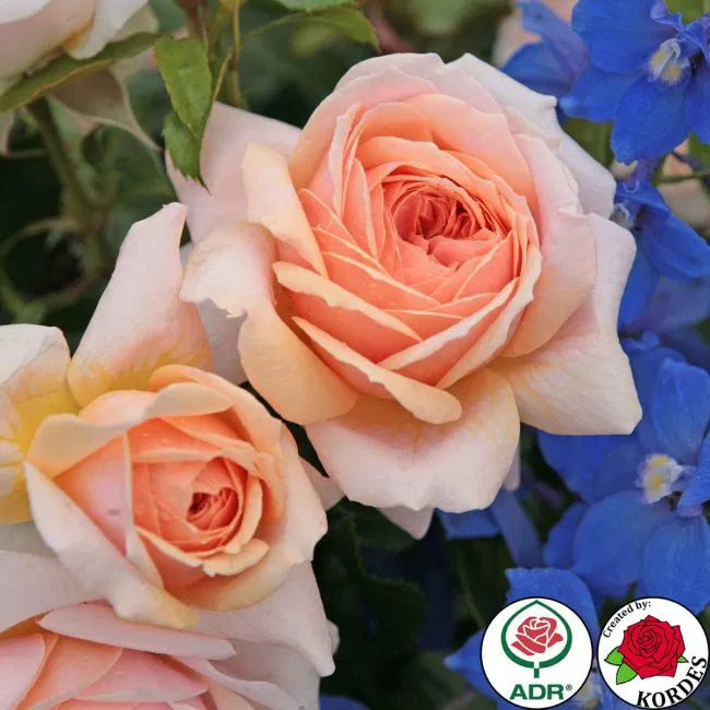 Garden of Roses (Garden of Roses ®)