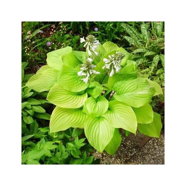 Hosta Banana Kid