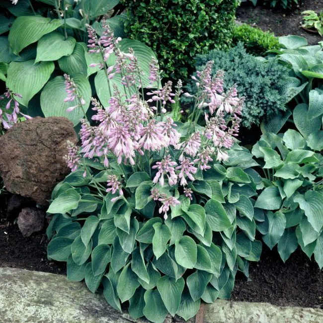 Hosta Blue Cadet