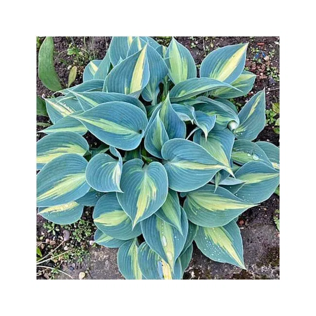 Hosta Catherine