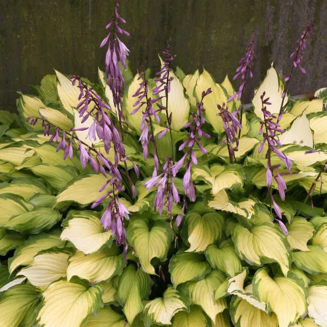 Hosta Lady Guinevere