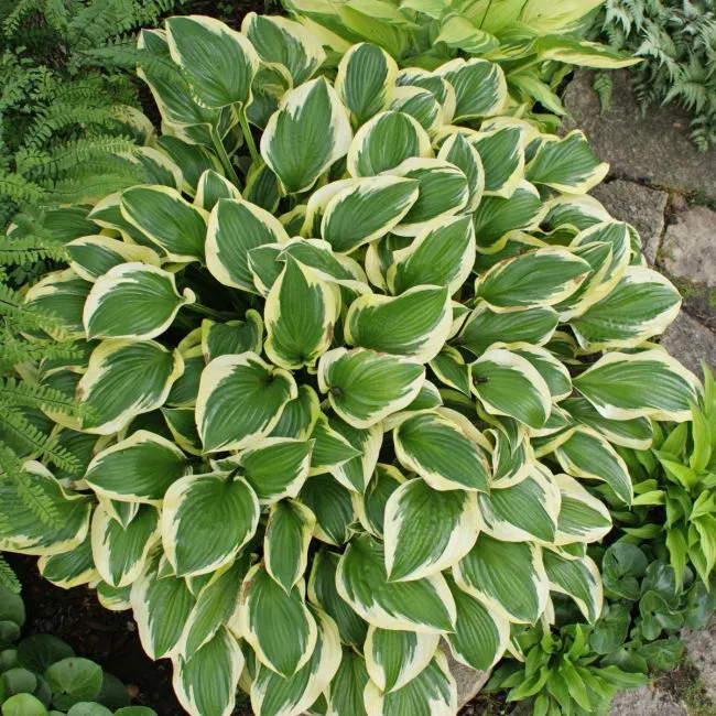 Hosta Queen Josephine