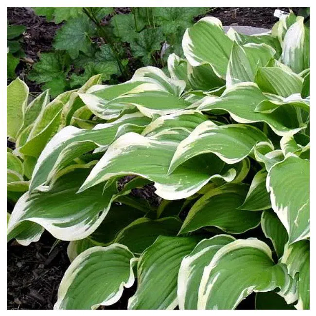 Hosta Silk Road