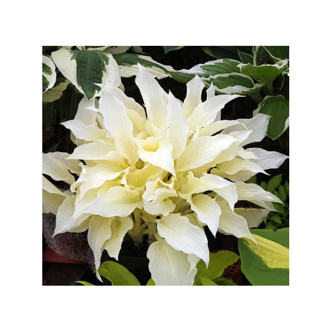 Hosta White Feather