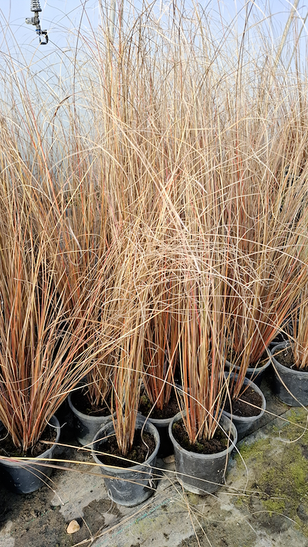 Carex buchananii