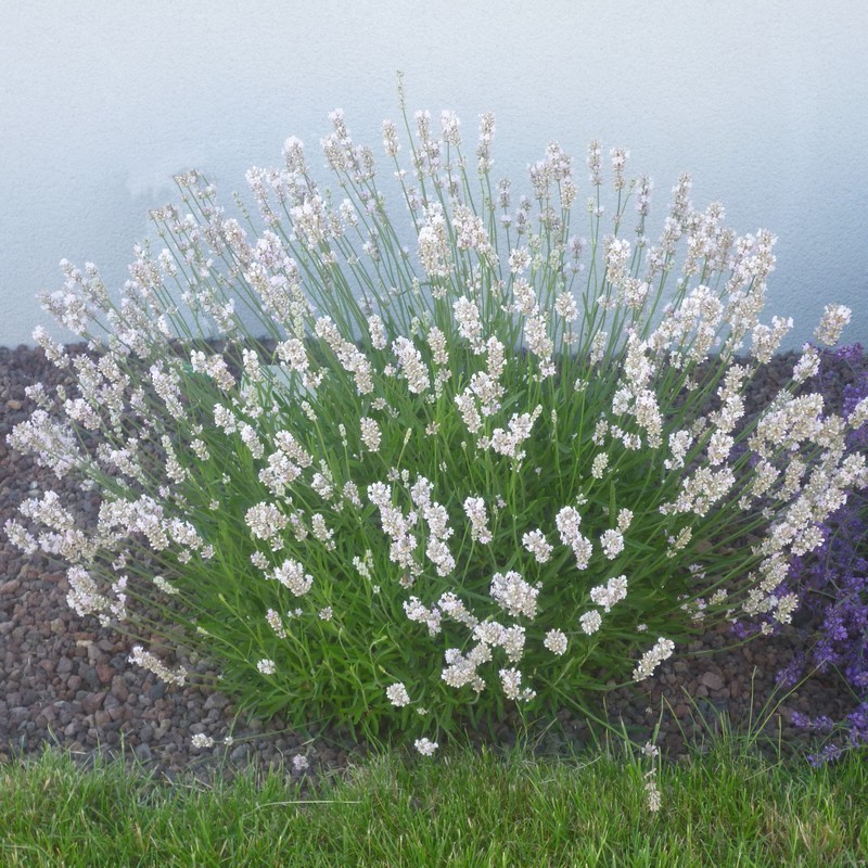 Lavandula angustifolia Alba- Lavanda sa belim cvetom