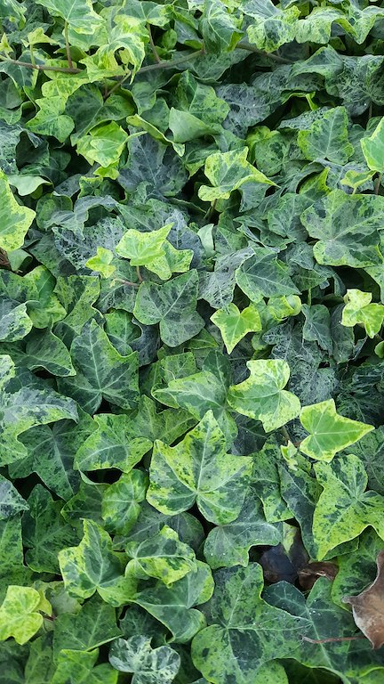 Hedera helix ‘Star Dust’