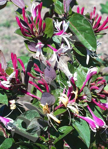 Lonicera Japonica Purpurea – Orlovi nokti