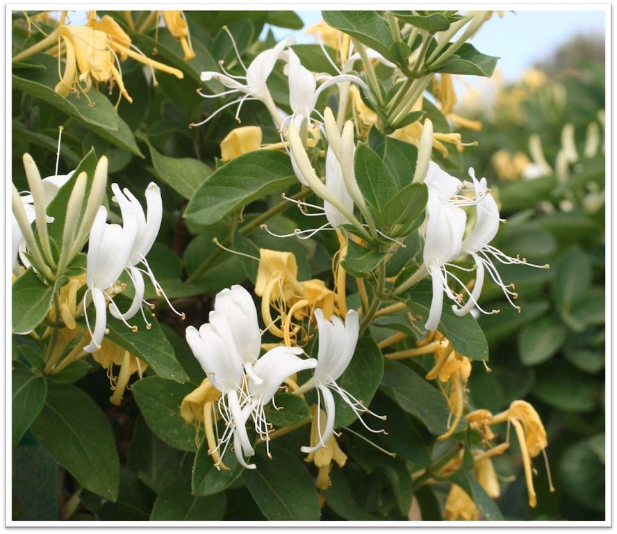 Lonicera japonica’-Orlovi nokti