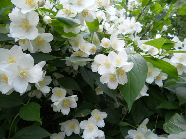 Philadelphus Coronarius – Jasmin