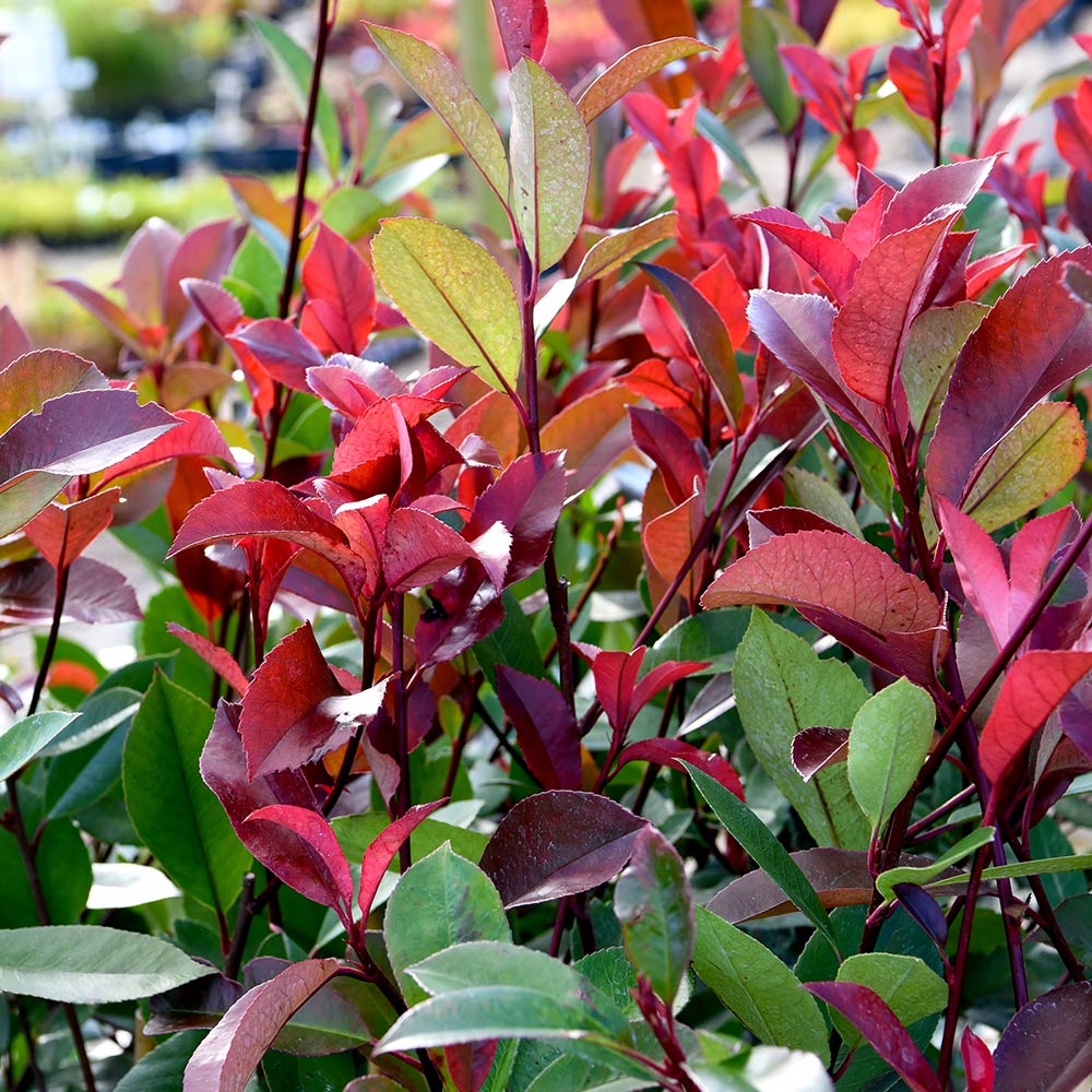 Photinia x fraseri ‘Red Robin’