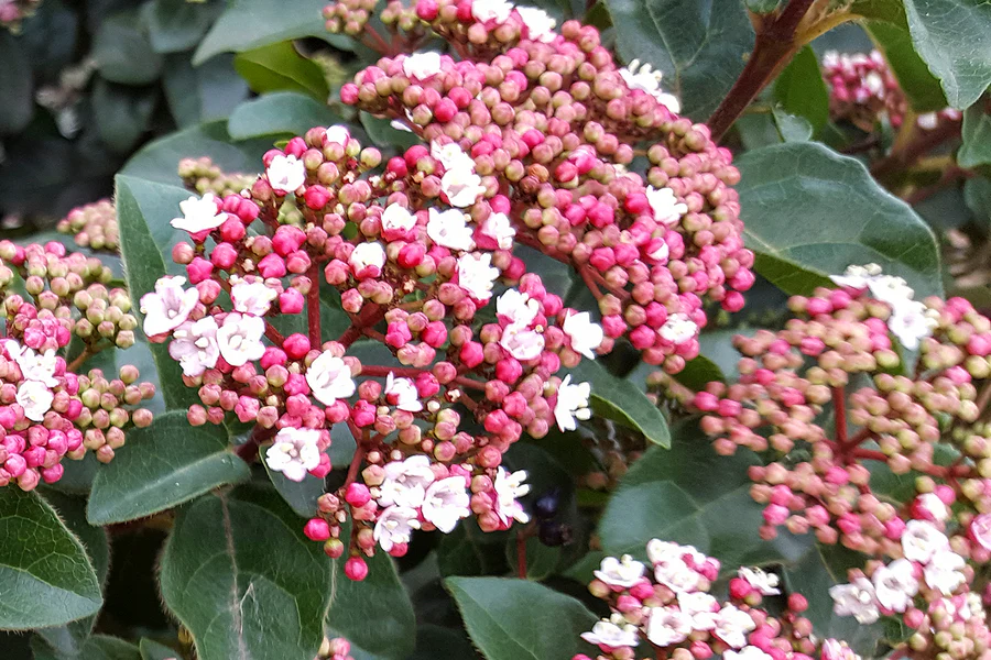 Viburnum tinus