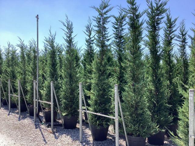 Cupressocyparis x leylandii – Kupresociparis 2,5-3m