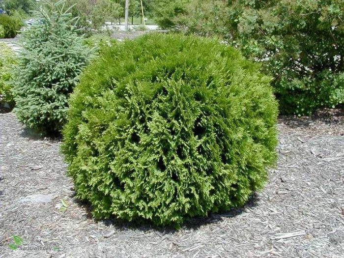 Thuja Occ. Woodwardii – Kuglasta tuja