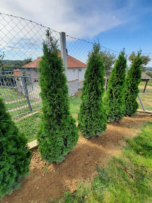 Thuja occidentalis ‘Smaragd’