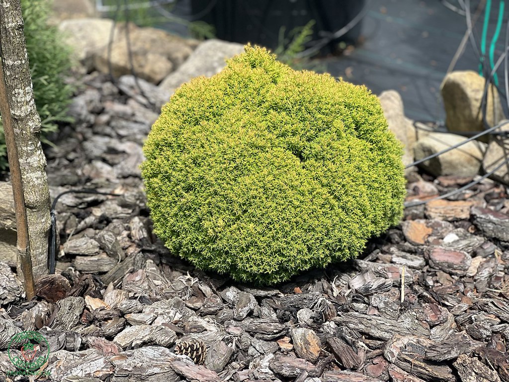 Thuja occidentalis „Anniek“ – Kuglasta zlatna tuja