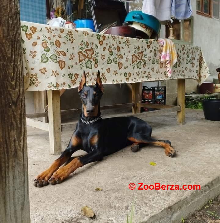 Doberman štenci