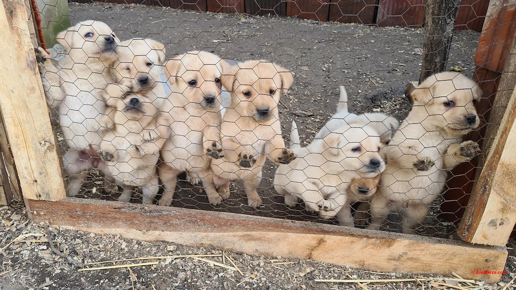 Stenad od labradora