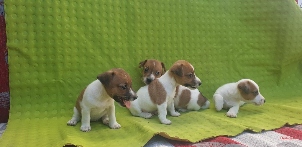 Dzek Rasel Terijer ( Jack Russell Terrier )