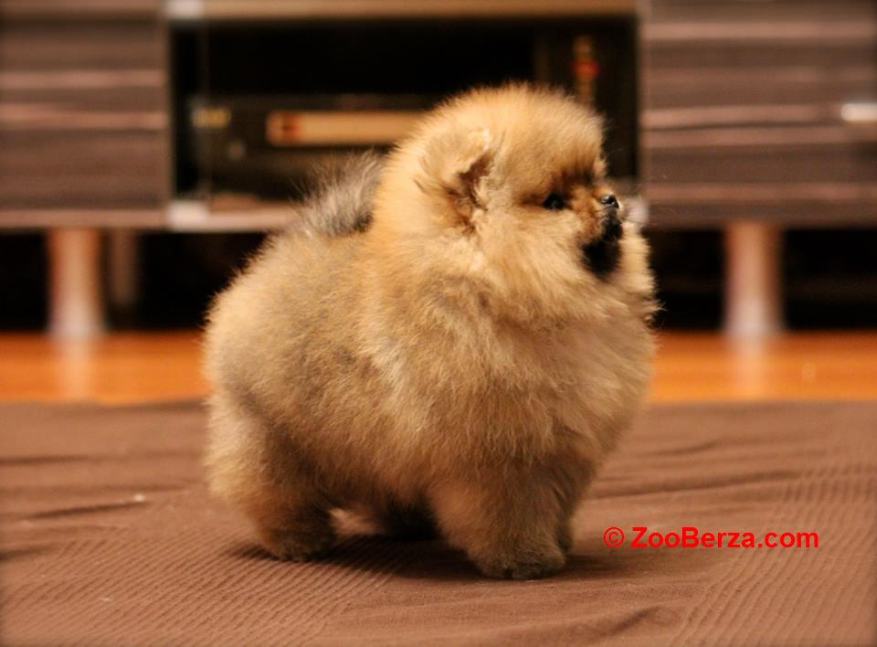 Pomeranski spic Boo