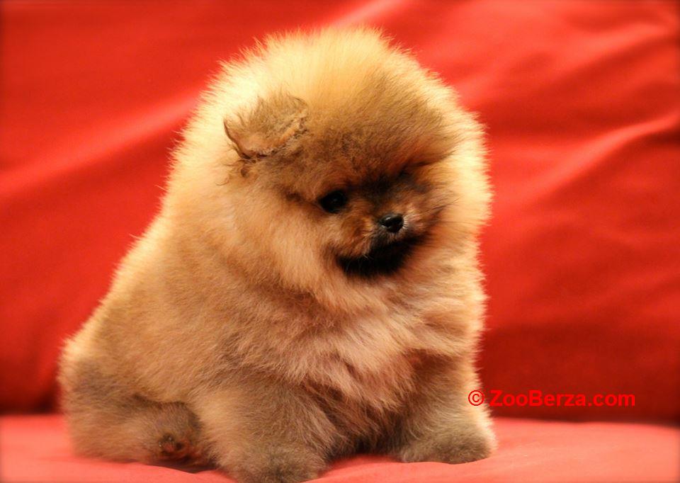 Pomeranski spic Boo