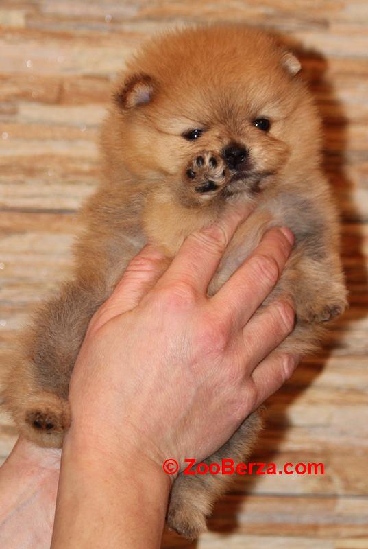 Pomeranski spic bebe