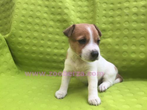 Dzek Rasel Terijer ( Jack Russell Terrier )