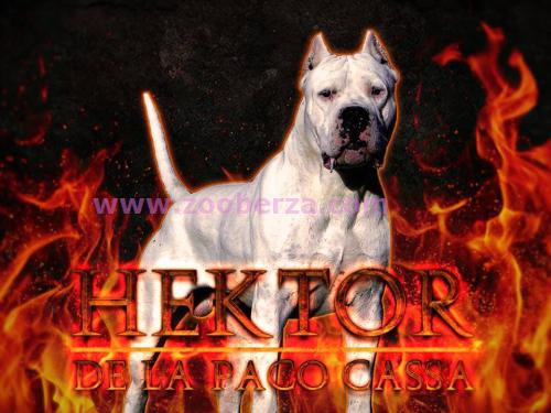 Dogo argentino