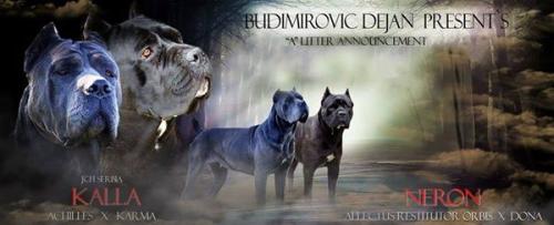 cane corso stenci na prodaju