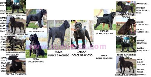 cane corso legla u najavi