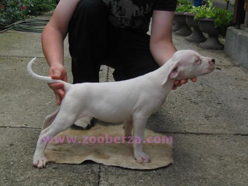 Stenci Dogo Argentino