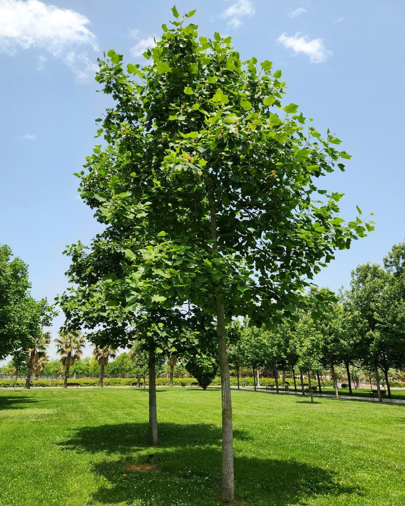 Liriodendron, 100 cm