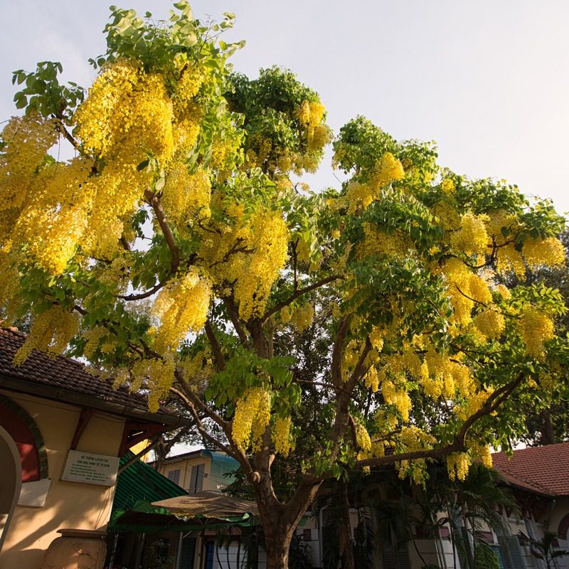 Laburnum