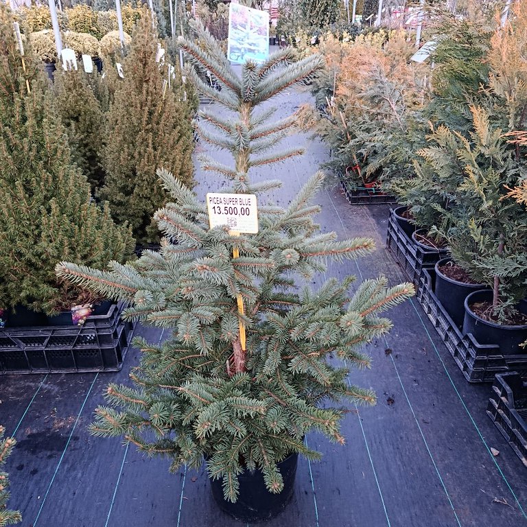 Picea pungens Super Blue 140 cm