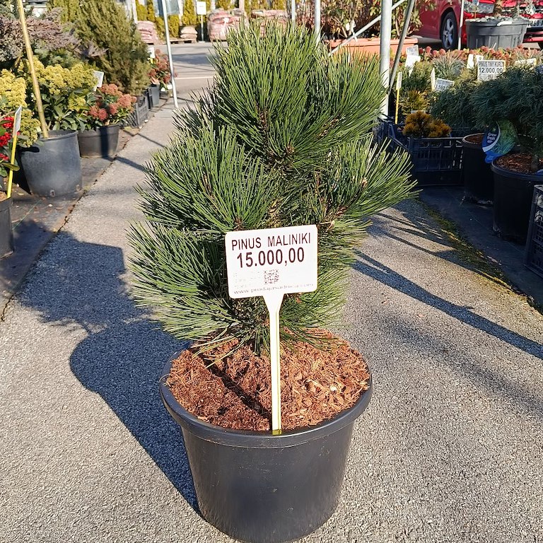 Pinus heldreichii Milinki 70 cm