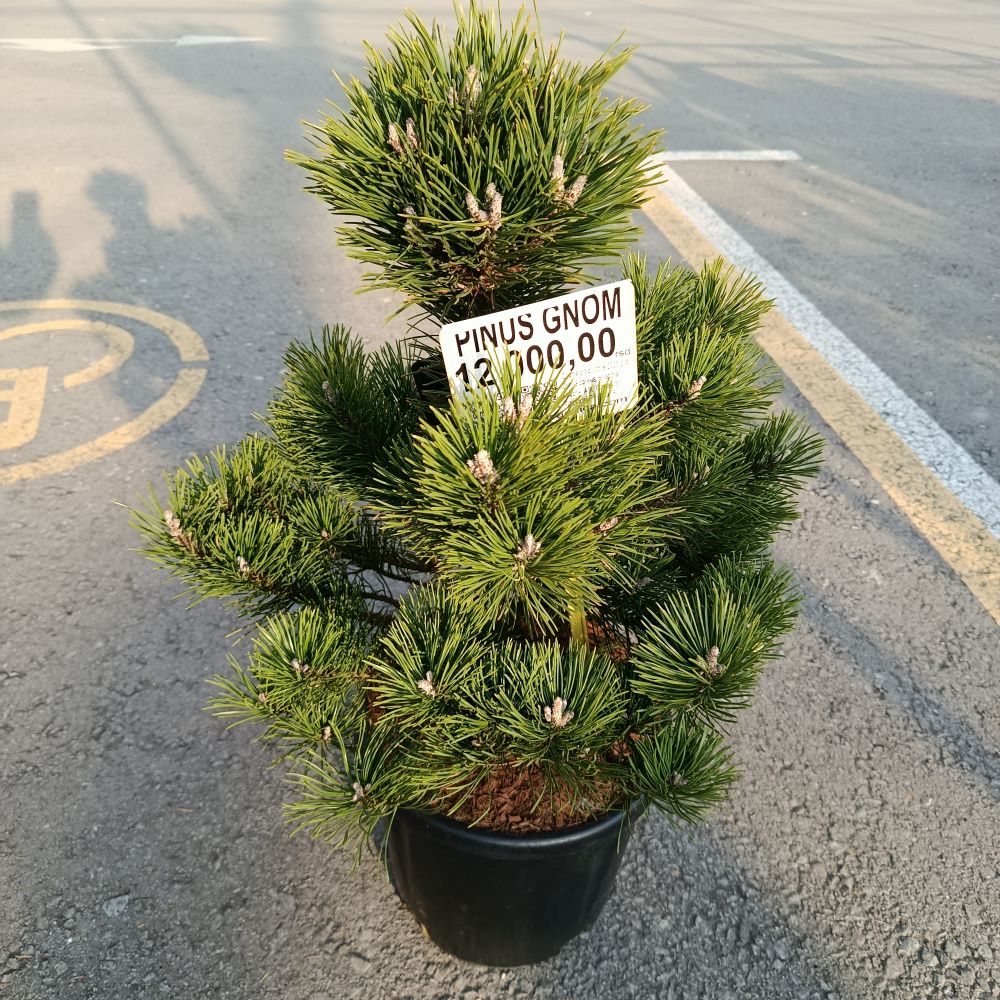 Pinus mugo Gnom 60 cm