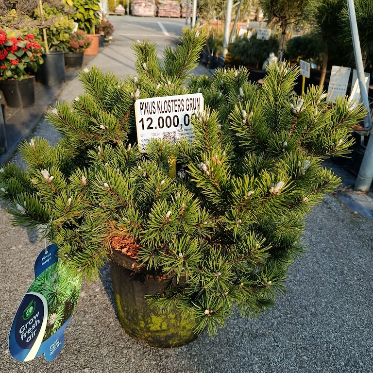 Pinus mugo Klosters Grun 55 cm