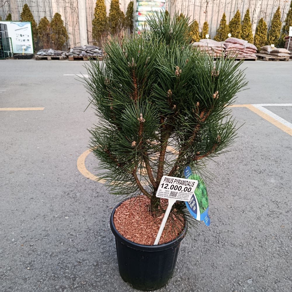 Pinus nigra Pyramidalis 100 cm