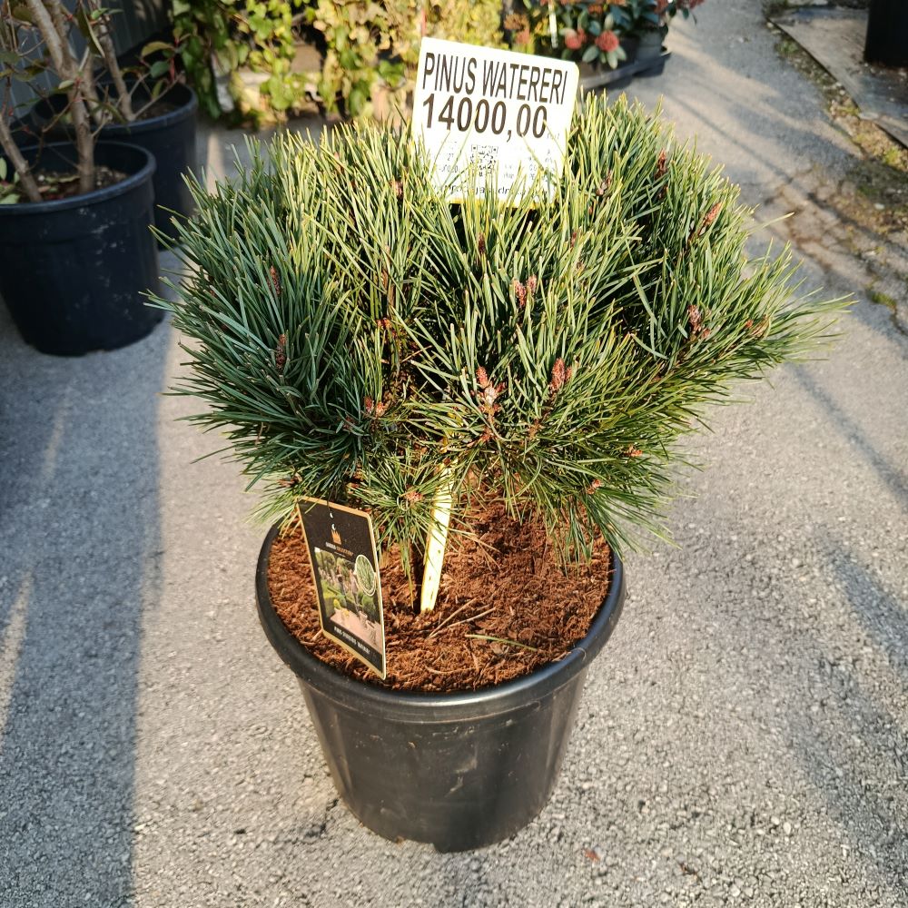 Pinus sylvestris ‘Watereri’ 60 cm